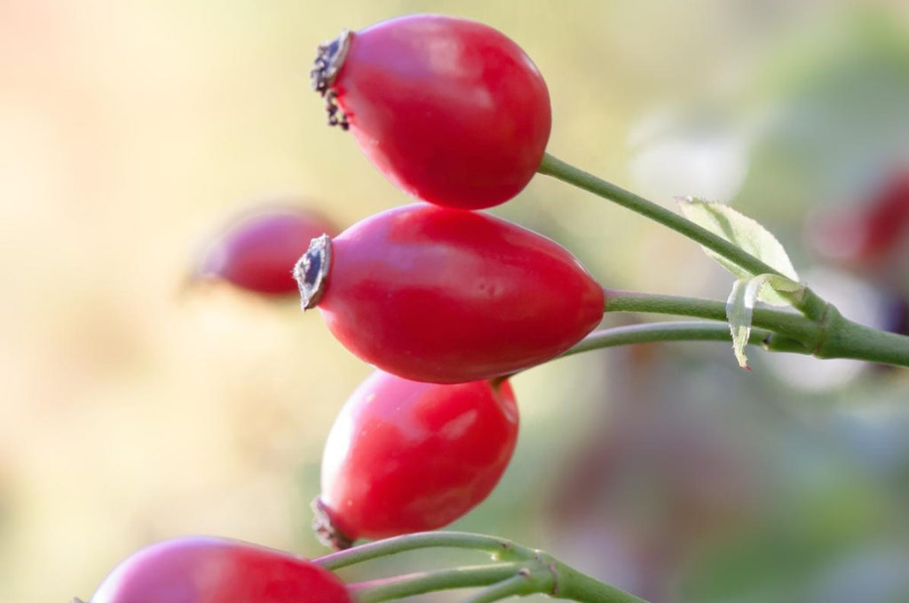 The Benefits And Harm of Wild Rose, Its Healing Properties And ...