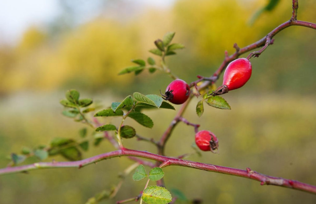The Benefits And Harm of Wild Rose, Its Healing Properties And ...