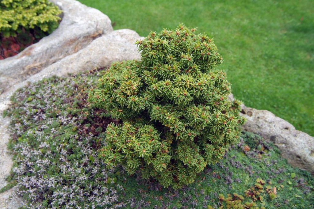 Coniferous Miniatures. Dwarf Varieties of Coniferous Plants and ...