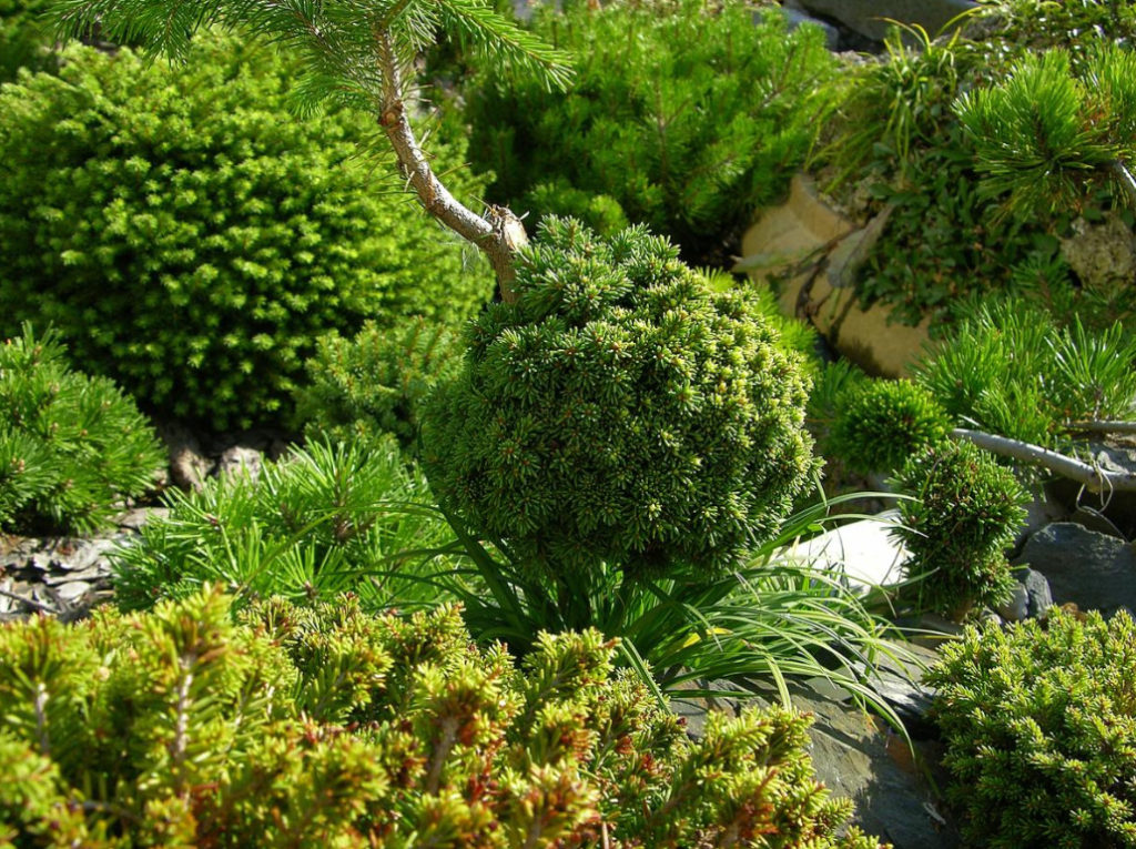 Coniferous Miniatures. Dwarf Varieties of Coniferous Plants and ...