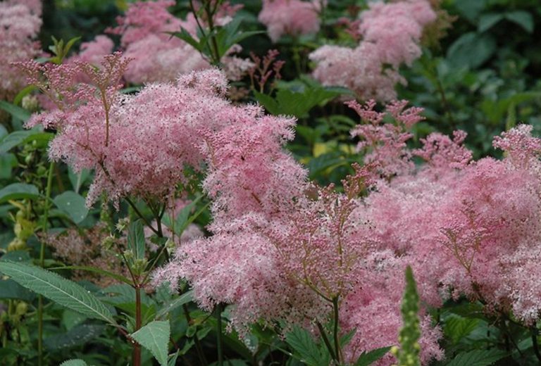 Filipendula: Species, Varieties, Cultivation And Uses