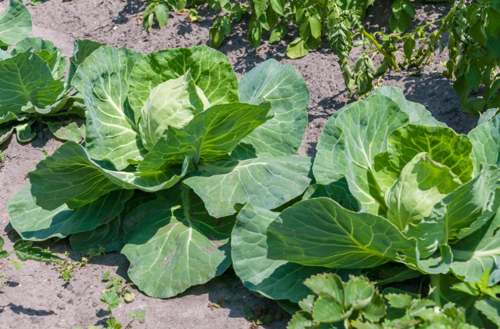 Sowing Cabbage For the Winter - a Gamble or an Effective Method?