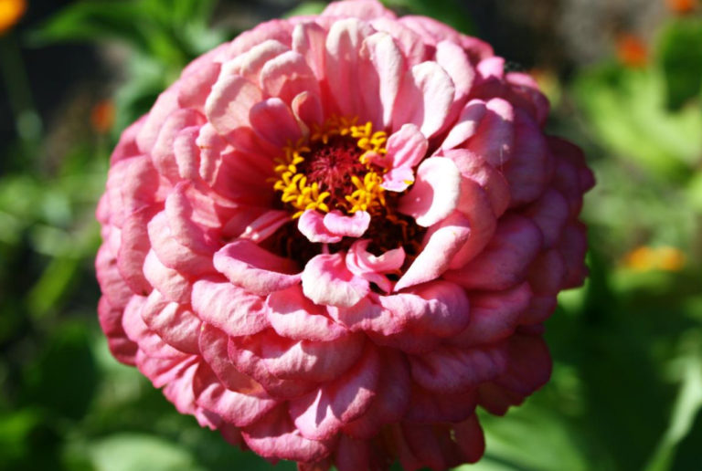 Terry Varieties of Garden Flowers: Pros and Cons, Review, Photos