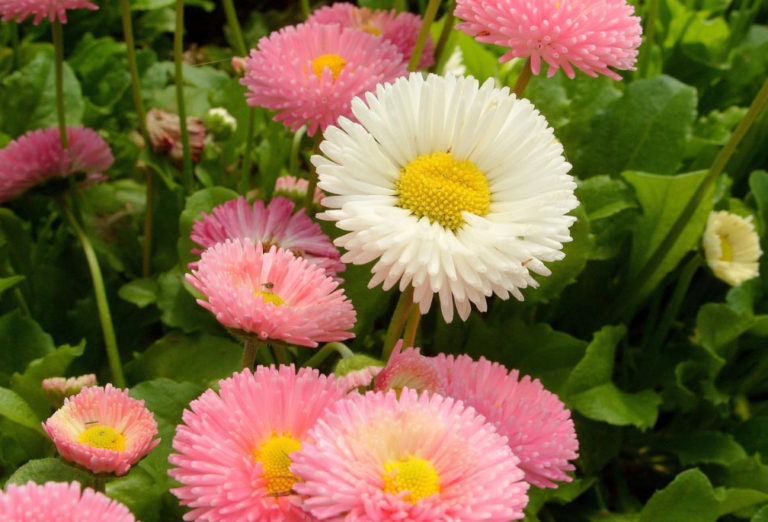 Terry Varieties of Garden Flowers: Pros and Cons, Review, Photos