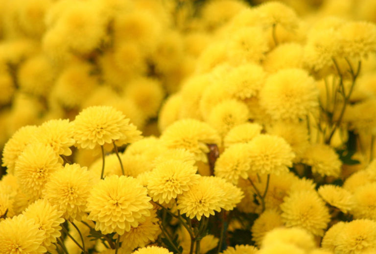 Terry Varieties of Garden Flowers: Pros and Cons, Review, Photos