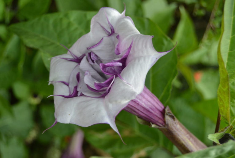 Terry Varieties of Garden Flowers: Pros and Cons, Review, Photos