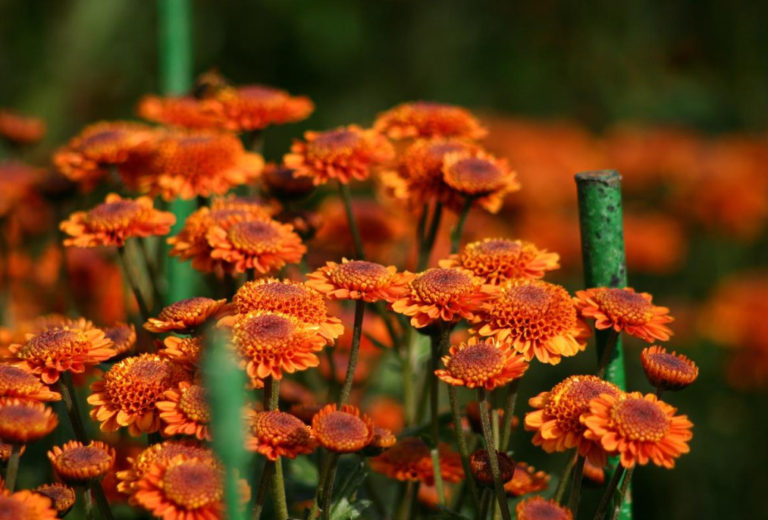 Terry Varieties of Garden Flowers: Pros and Cons, Review, Photos