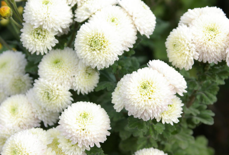 Terry Varieties of Garden Flowers: Pros and Cons, Review, Photos