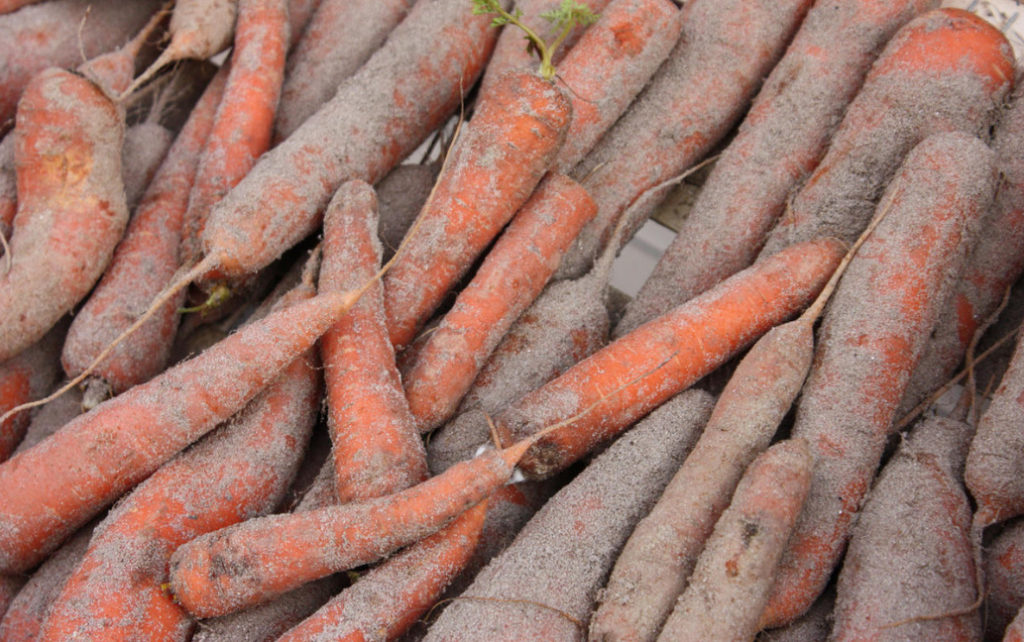 Tips For Storing Vegetables (Part 1)