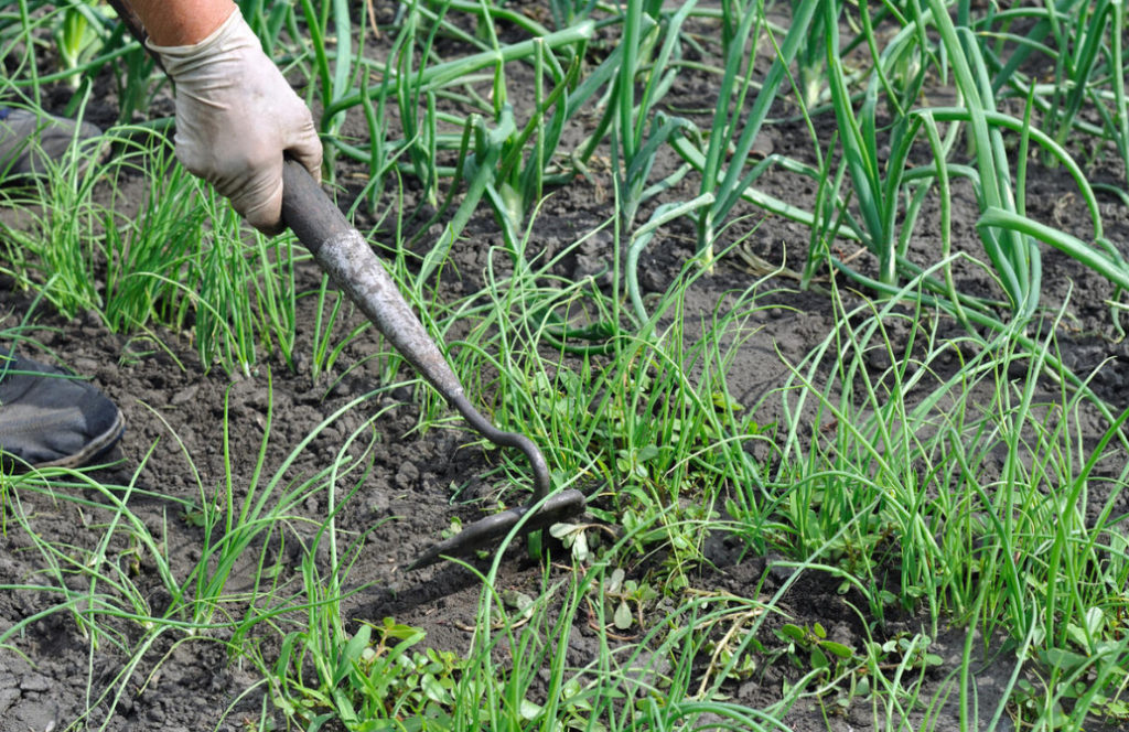 What Is Dangerous Manure?