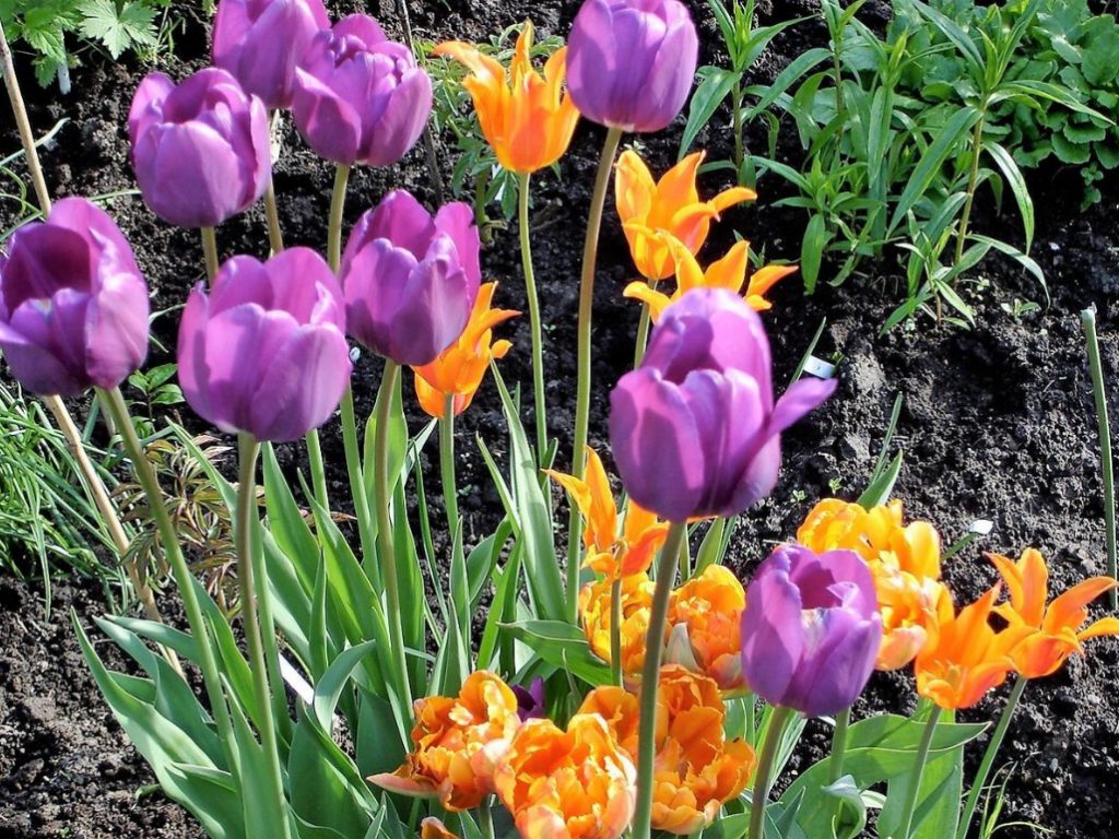 Compositions Of Bulbs For Flower Beds And Flower Beds: Planting ...
