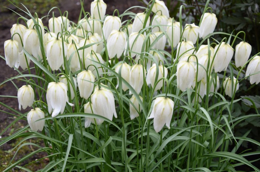 Compositions Of Bulbs For Flower Beds And Flower Beds: Planting ...