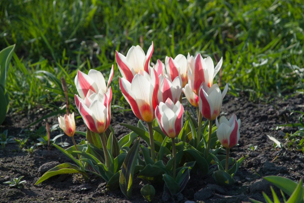Compositions Of Bulbs For Flower Beds And Flower Beds: Planting ...