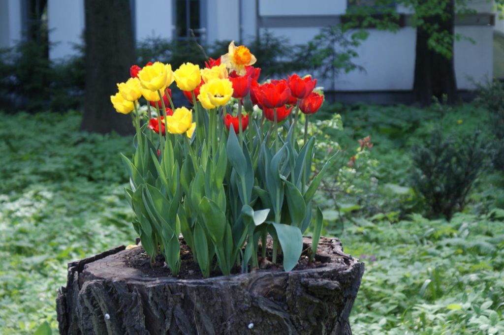 Compositions Of Bulbs For Flower Beds And Flower Beds: Planting ...
