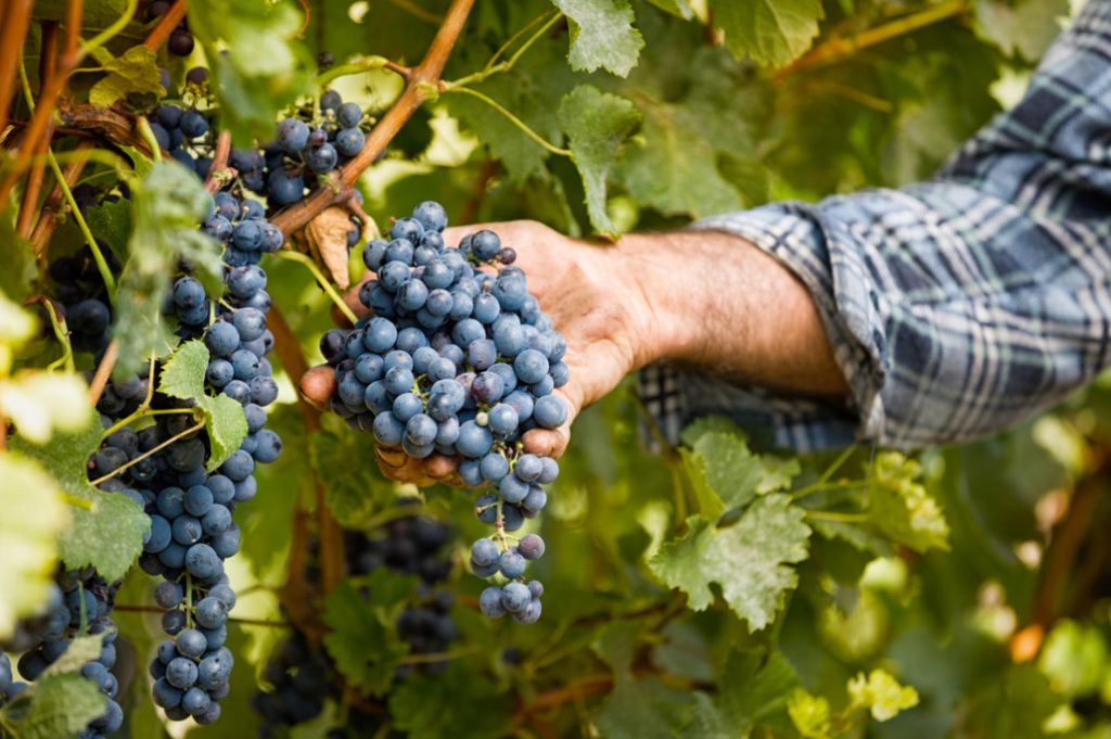 How To Plant Grapes (Part 1)