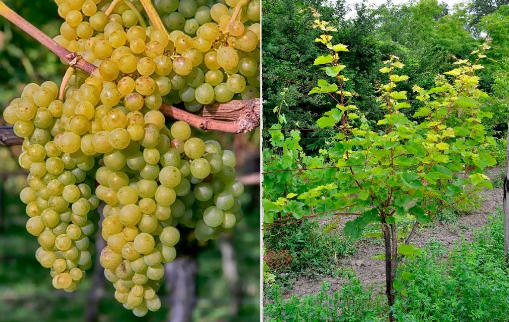 How To Plant Grapes (Part 1)