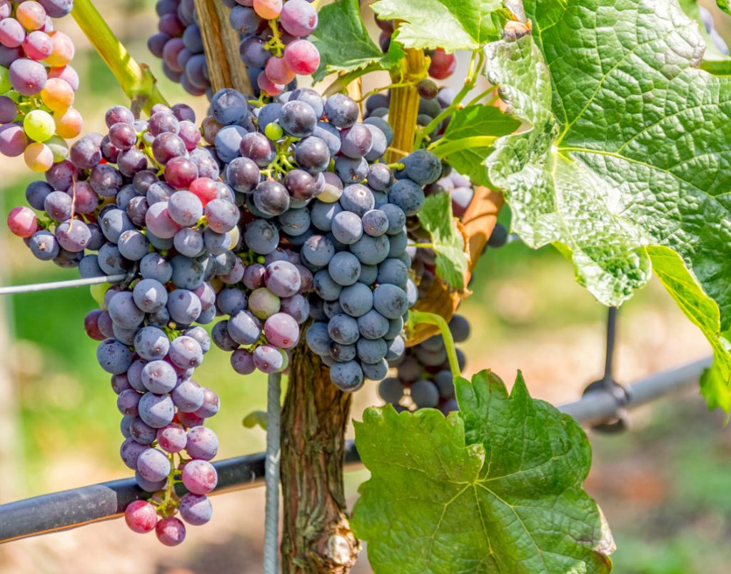 How To Plant Grapes (Part 2)