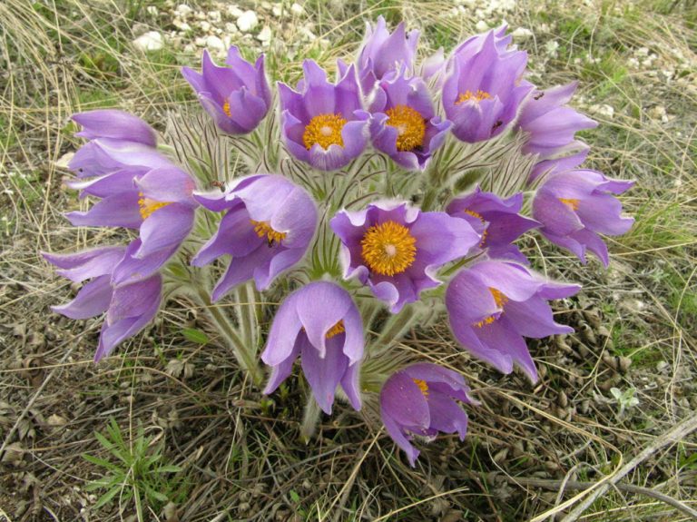 Plants of the Steppe: Grains, Flowers, Shrubs