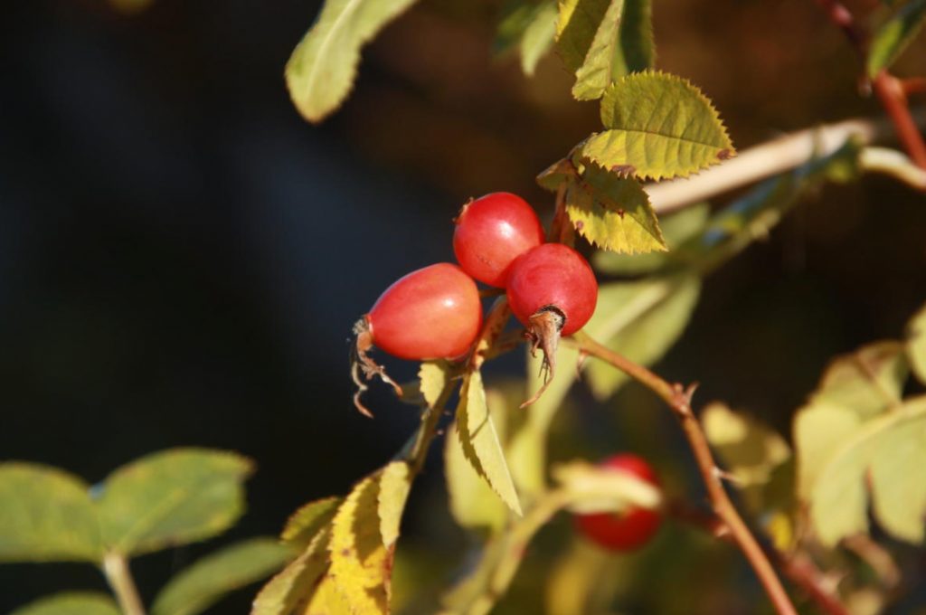 Rosehip: Species And Useful Properties (Part 1)