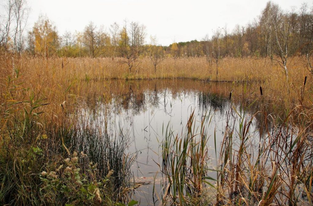 Types of Swamps, Pros And Cons of Wetlands (Part 1)