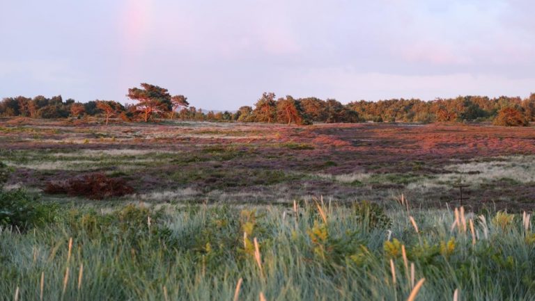 Types of Swamps, Pros And Cons of Wetlands (Part 1)