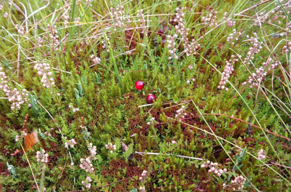 Types of Swamps, Pros And Cons of Wetlands (Part 1)