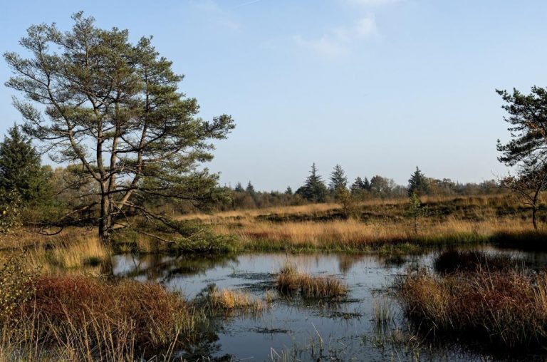 Types of Swamps, Pros And Cons of Wetlands (Part 1)