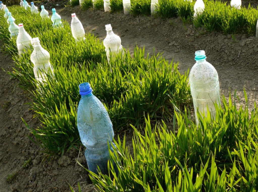 Types of Green Manures, Their Use And Timing Of Planting (Part 2)