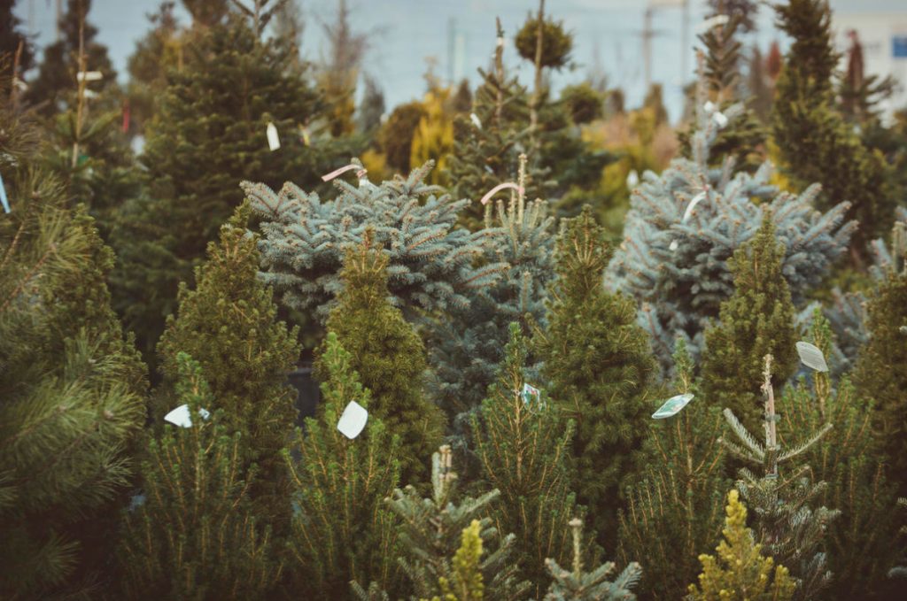 Artificial Or Alive. Which Christmas Tree Is Better?