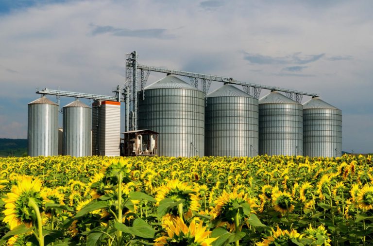 Vegetable And Animal Oils: What Is Best For Cooking (Part 1) - Best ...