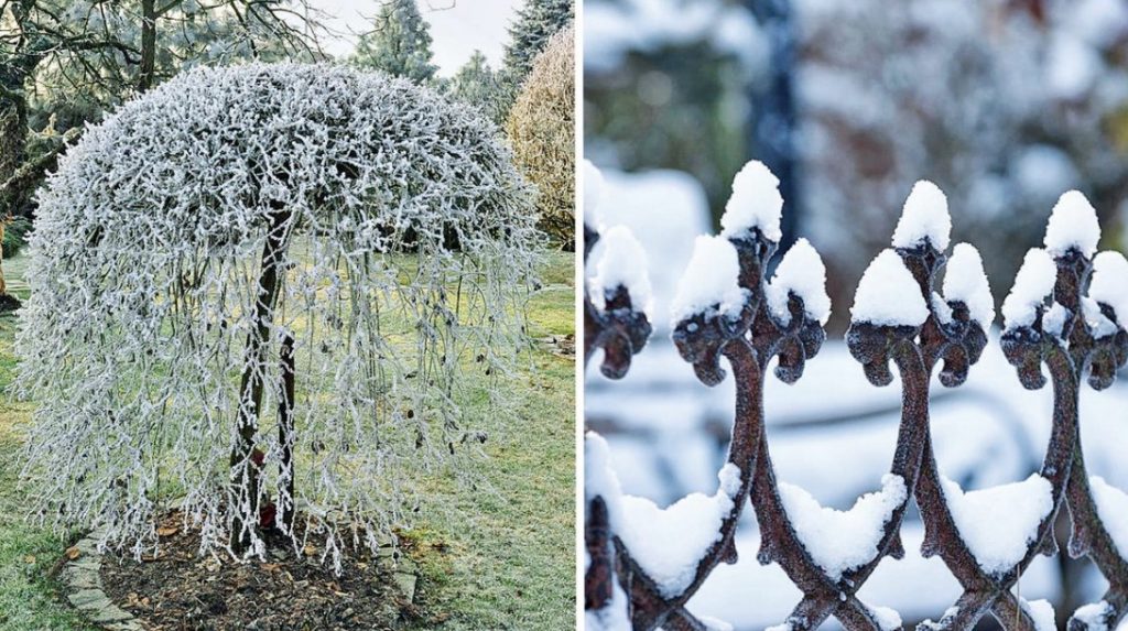 Garden Design In Winter: Techniques And Accents Of Landscape Design