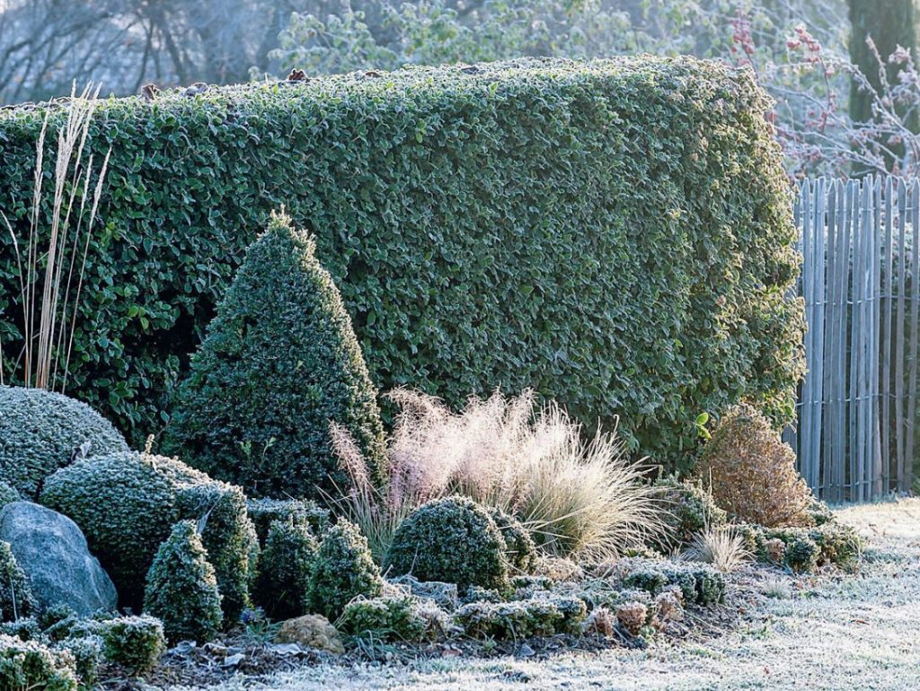 Garden Design In Winter: Techniques And Accents Of Landscape Design