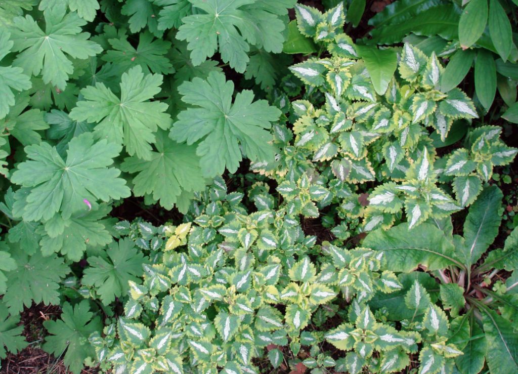 Ground Cover Plants For Different Soils And Garden Areas