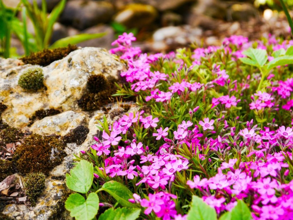 Ground Cover Plants For Different Soils And Garden Areas