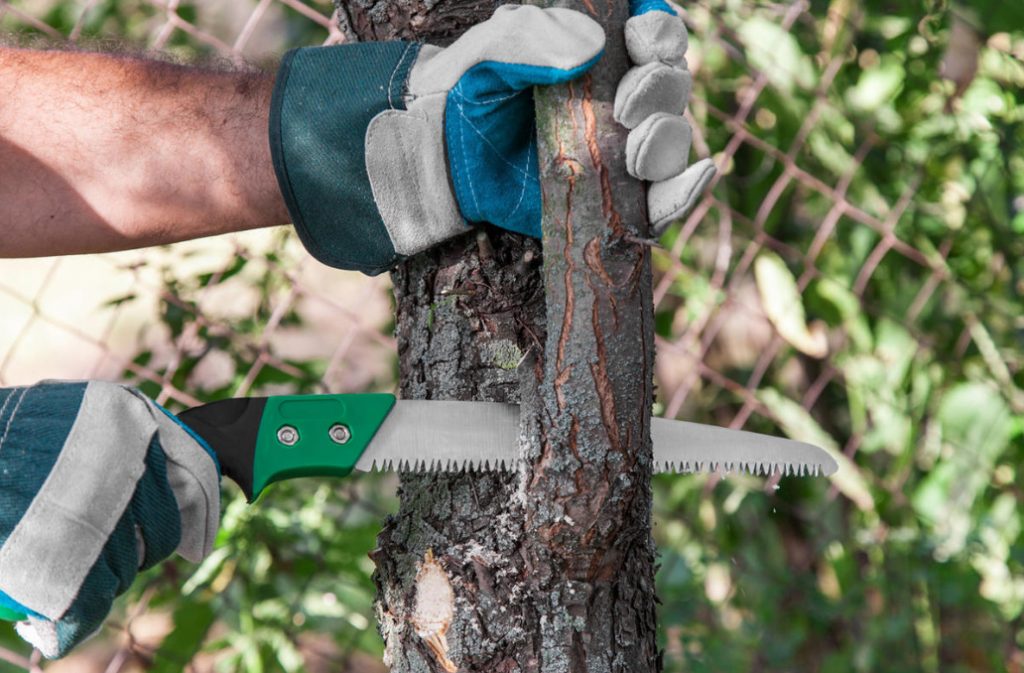 How To Prolong The Life Of An Old Fruit Tree