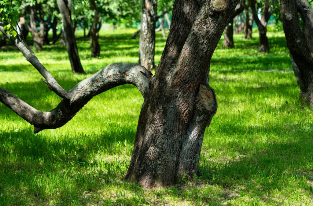 How To Prolong The Life Of An Old Fruit Tree