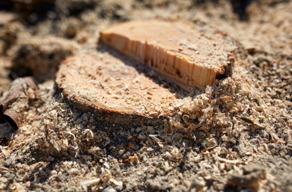 How To Prolong The Life Of An Old Fruit Tree