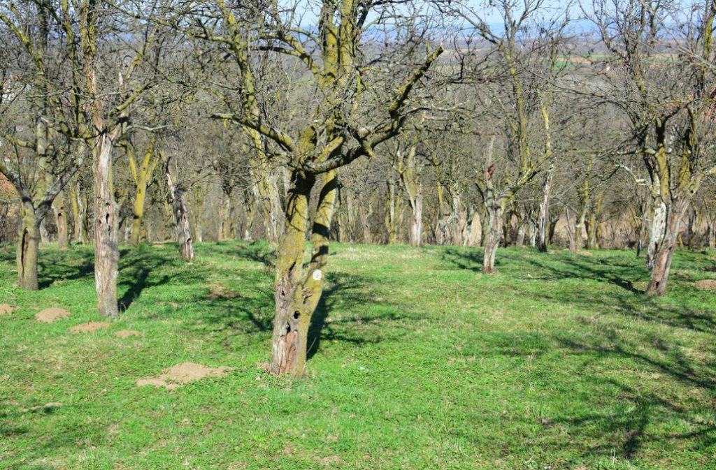 How To Prolong The Life Of An Old Fruit Tree