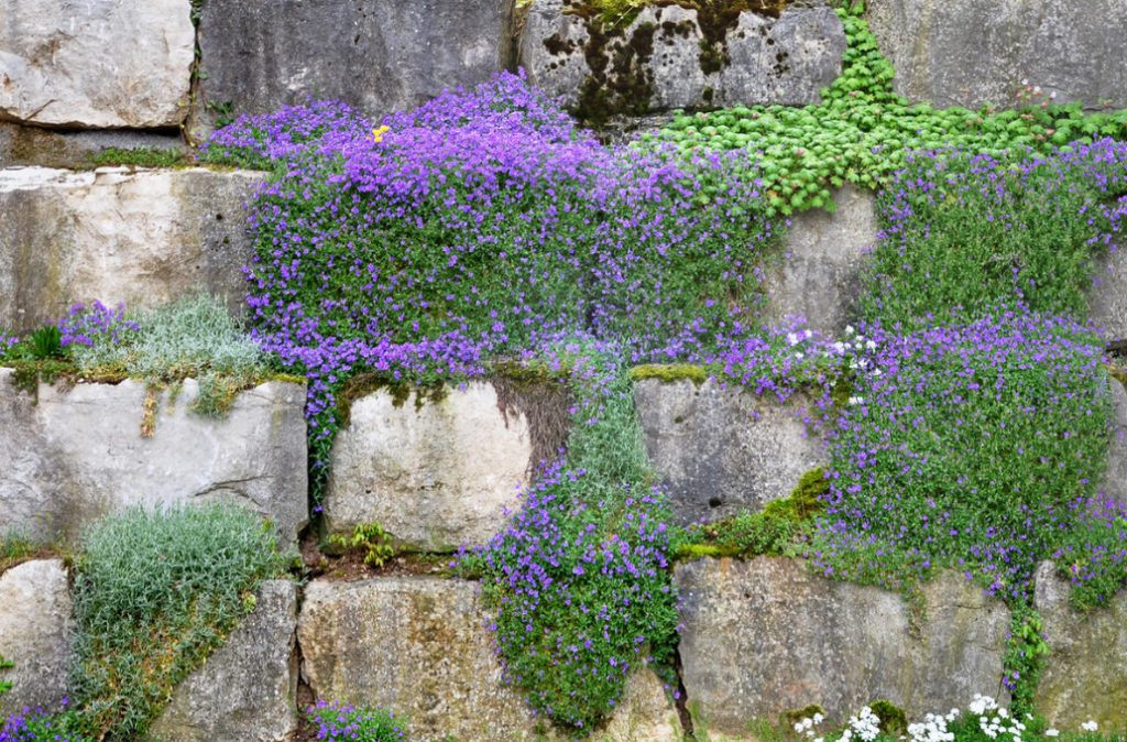 Stylish Rockery: What Plants To Plant