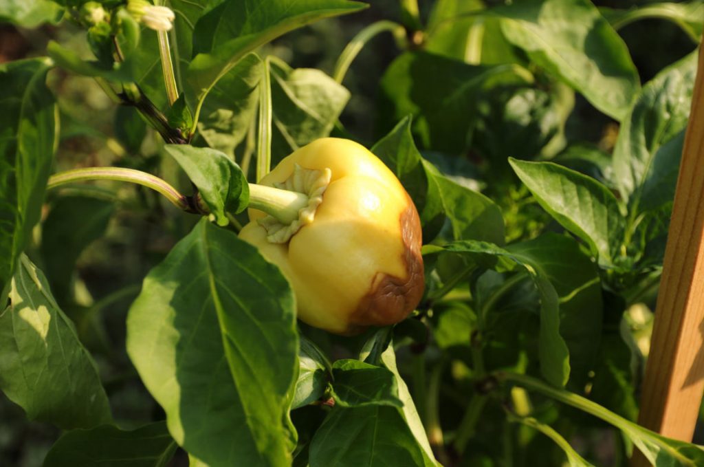The Main Problems When Growing Peppers: How To Identify And Cure All ...