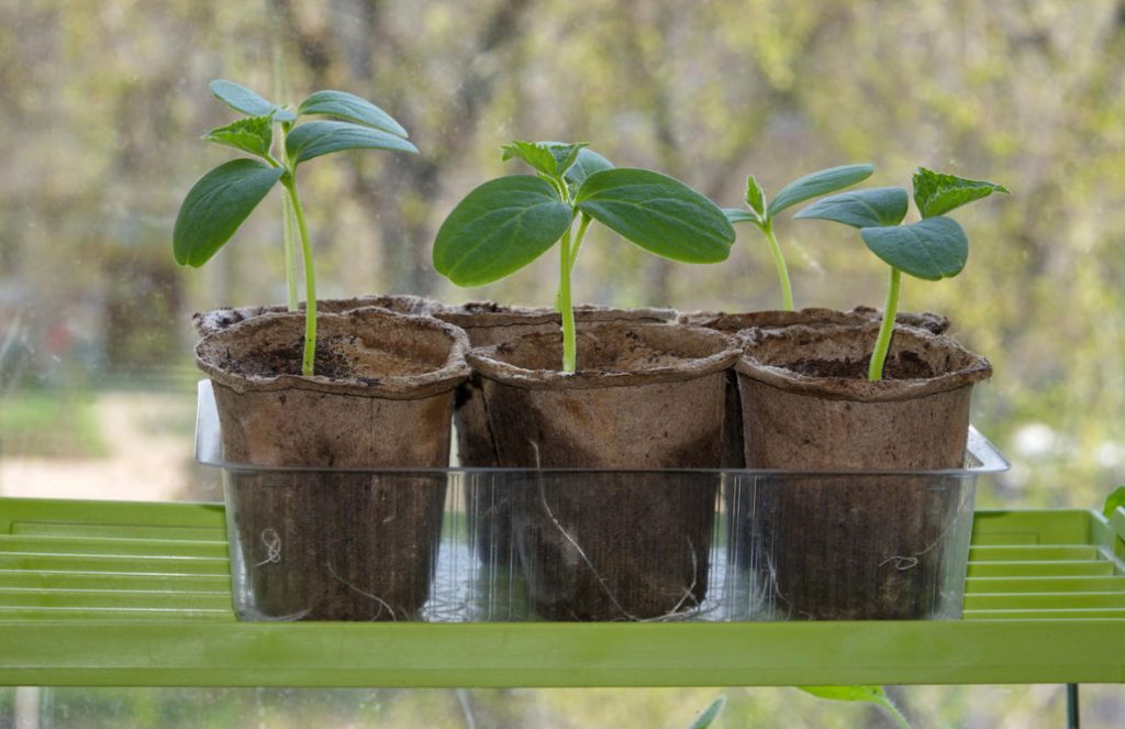 3 Unusual Ways of Sowing Cucumbers. Are They Really Effective
