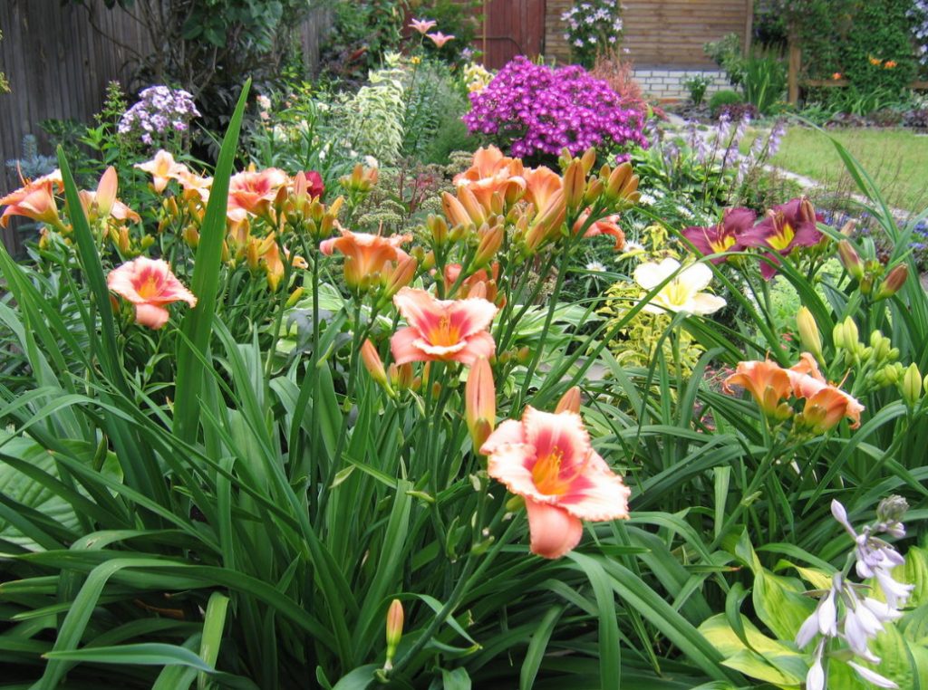 Daylilies In Garden Design