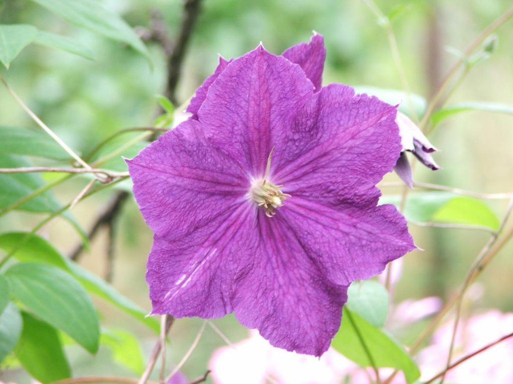 Favorite Varieties Of Clematis - The Opinion Of The Collector