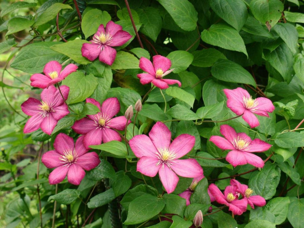 Favorite Varieties Of Clematis - The Opinion Of The Collector
