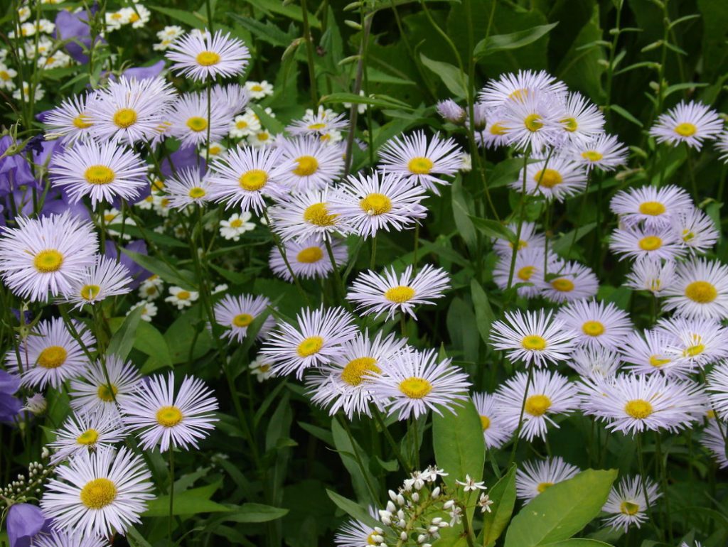 Flowers In The Orchard: What You Can Plant And How To Care For (Part 2)