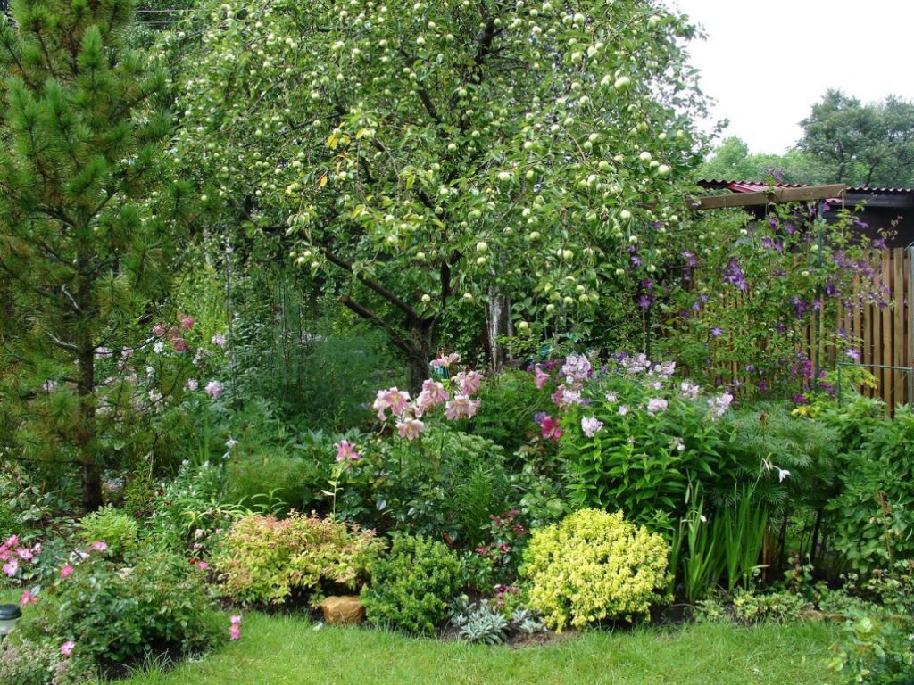 Flowers In The Orchard: What You Can Plant And How To Care For (Part 3)
