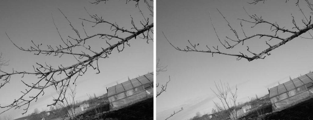 Saving Young Fruit Trees From Overload: Step-By-Step Instructions For ...