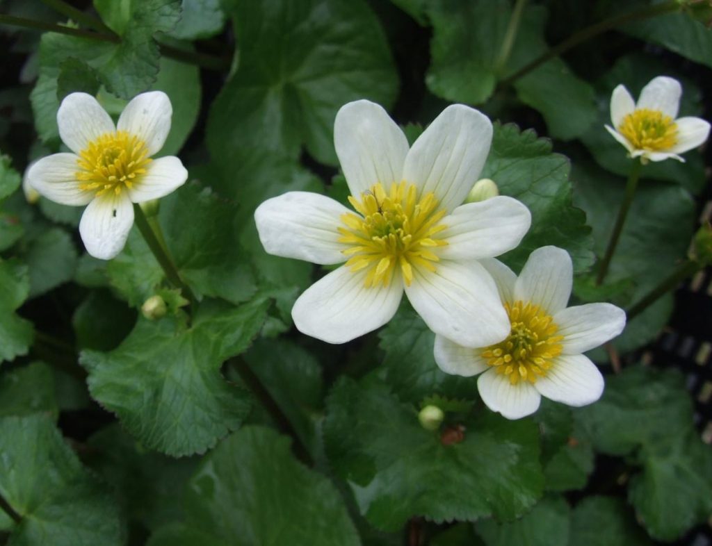 Caltha Palustris - The Brightest Messenger Of Spring
