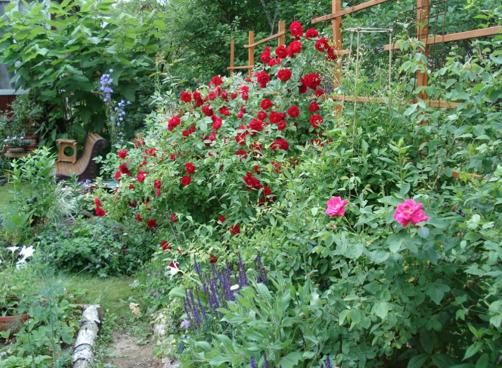 Planting Roses: How, When, And Where