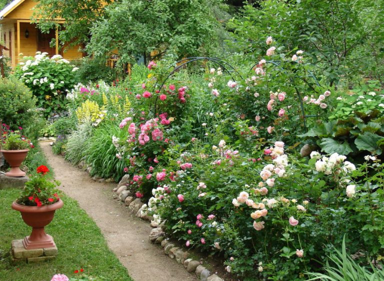 Planting Roses: How, When, And Where